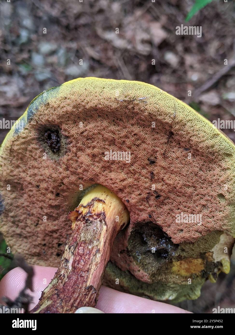 boletes (Boletaceae) Fungi Stock Photo - Alamy