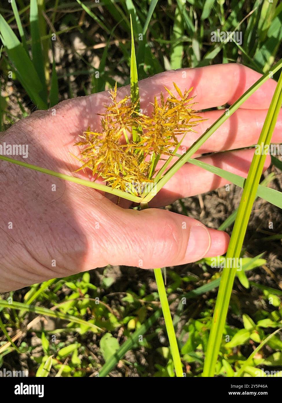 yellow nutsedge (Cyperus esculentus) Plantae Stock Photo - Alamy