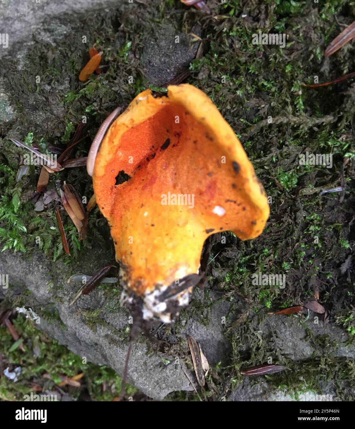 lobster mushroom (Hypomyces lactifluorum) Fungi Stock Photo - Alamy