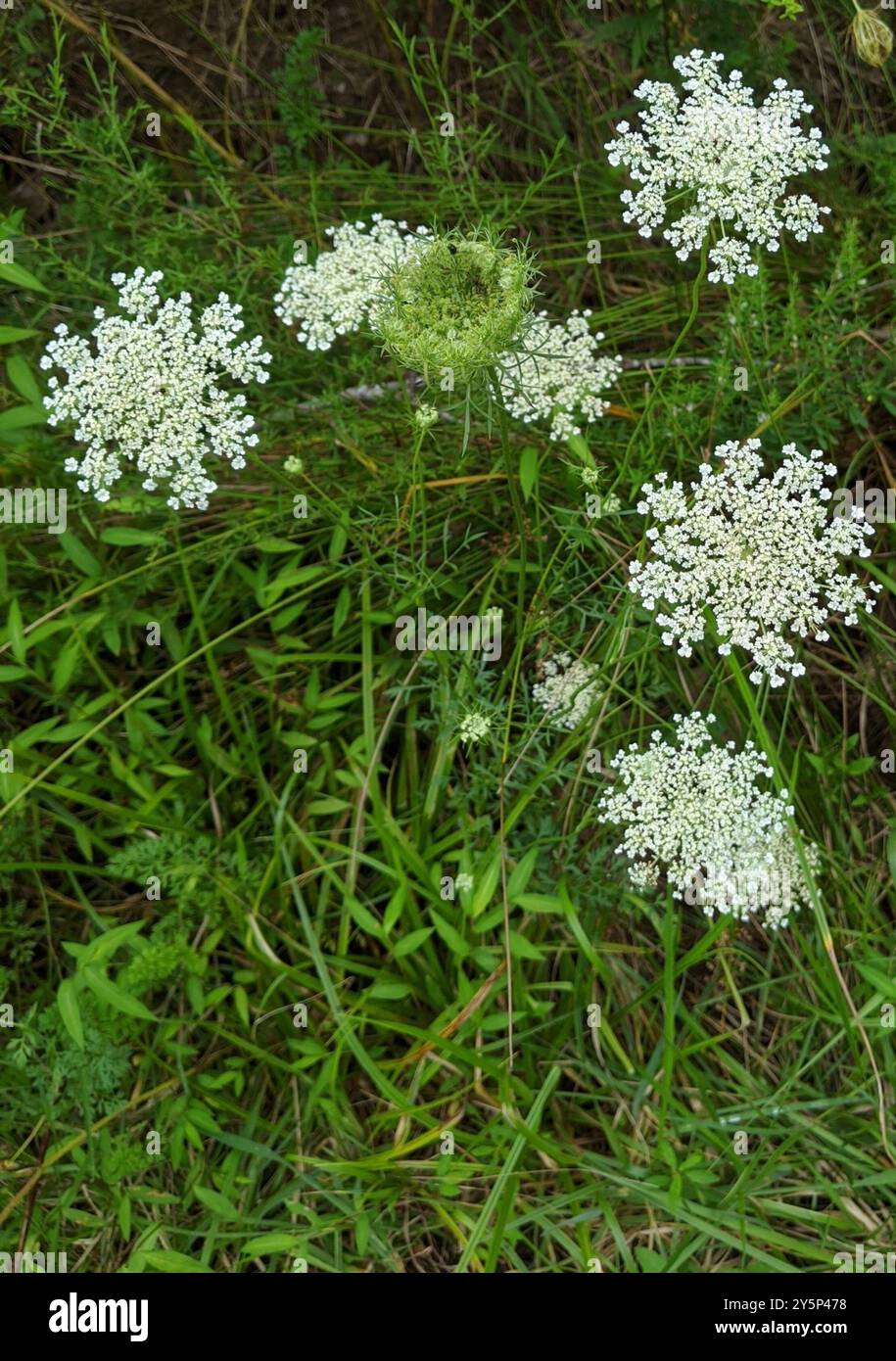 wild carrot (Daucus carota) Plantae Stock Photo - Alamy