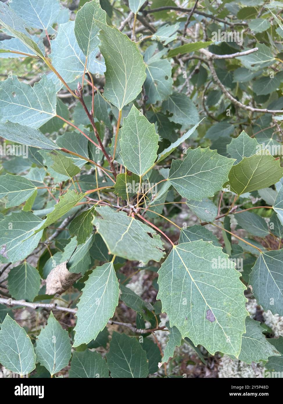 bigtooth aspen (Populus grandidentata) Plantae Stock Photo - Alamy
