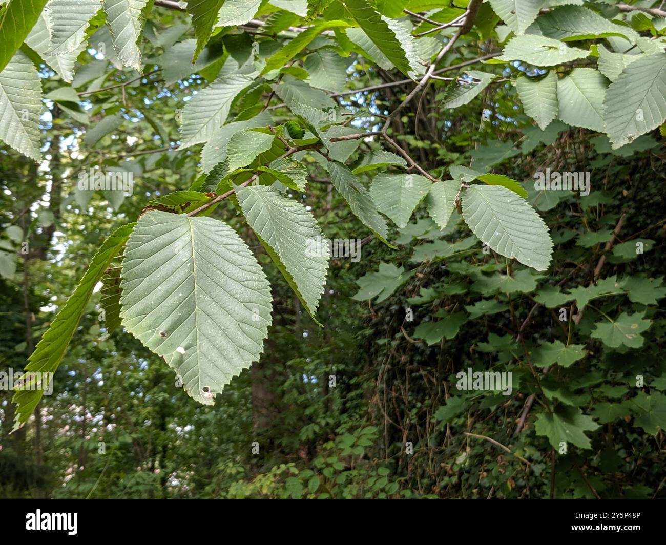 Wych Elm (Ulmus glabra) Plantae Stock Photo - Alamy