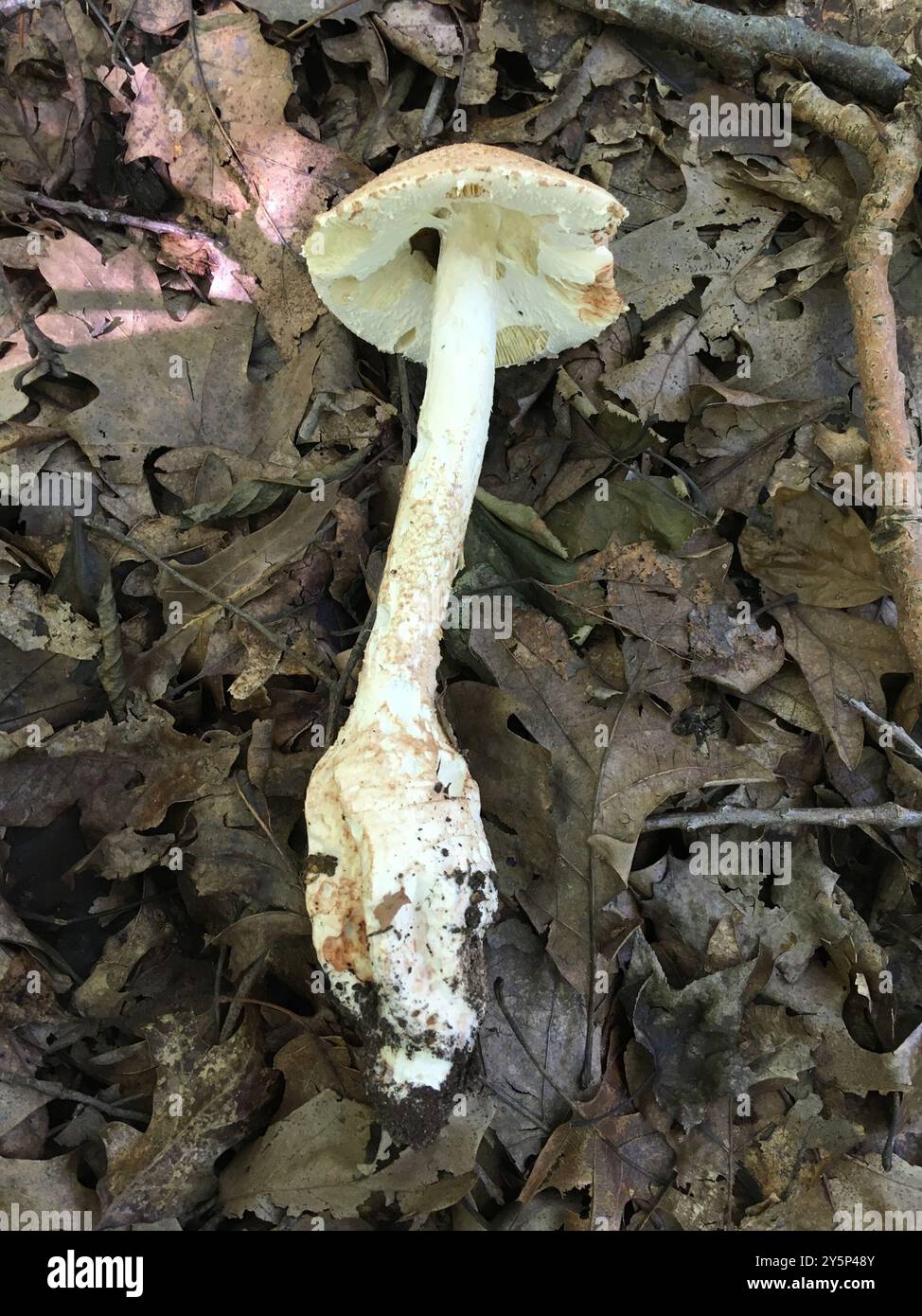 Carrot-Footed Lepidella (Amanita daucipes) Fungi Stock Photo - Alamy