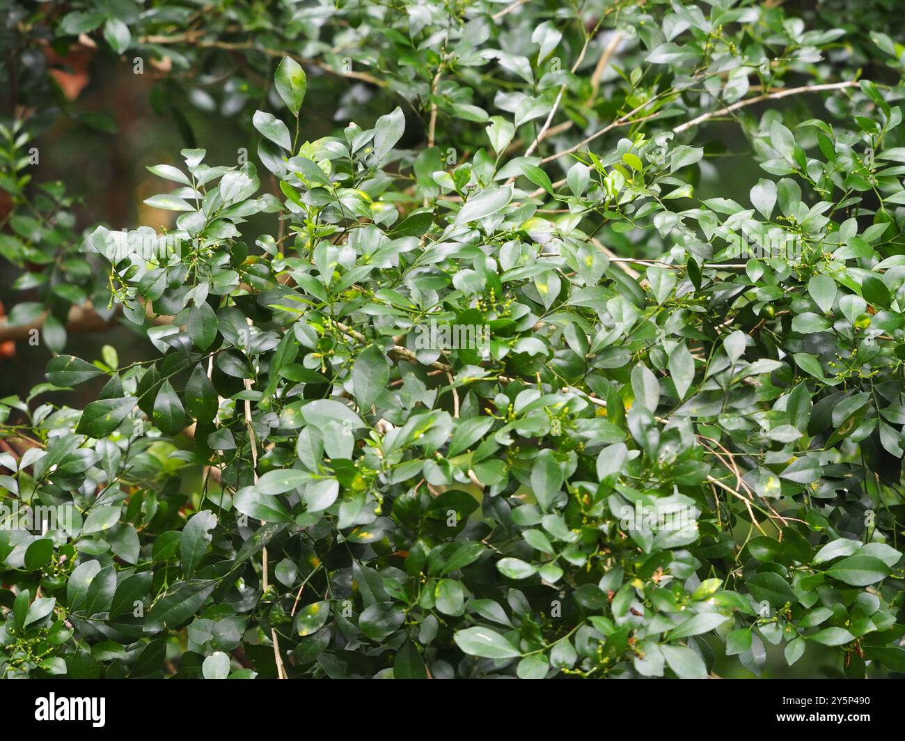 Orange Jasmine (Murraya paniculata) Plantae Stock Photo - Alamy