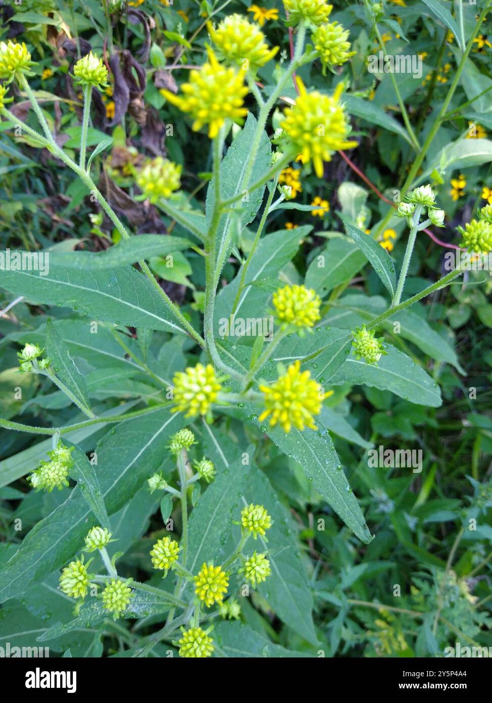 Wingstem (Verbesina alternifolia) Plantae Stock Photo - Alamy