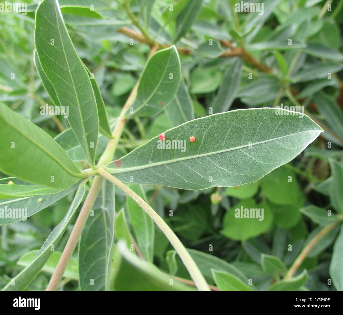 silver terminalia (Terminalia sericea) Plantae Stock Photo - Alamy