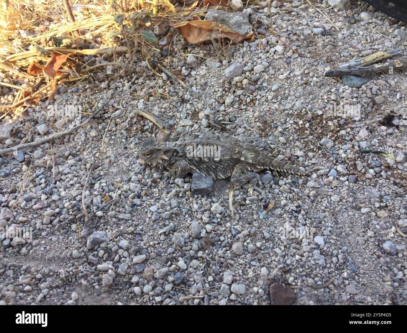 Phrynosoma coronatum hi-res stock photography and images - Alamy