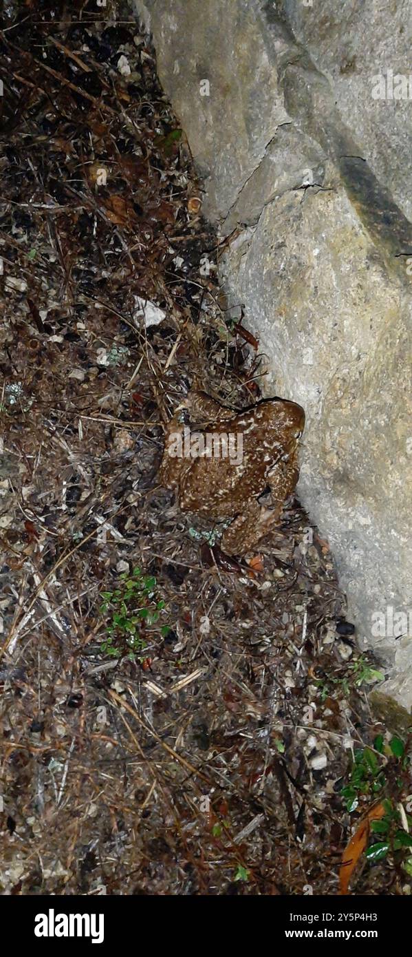 Spiny Toad (Bufo spinosus) Amphibia Stock Photo - Alamy