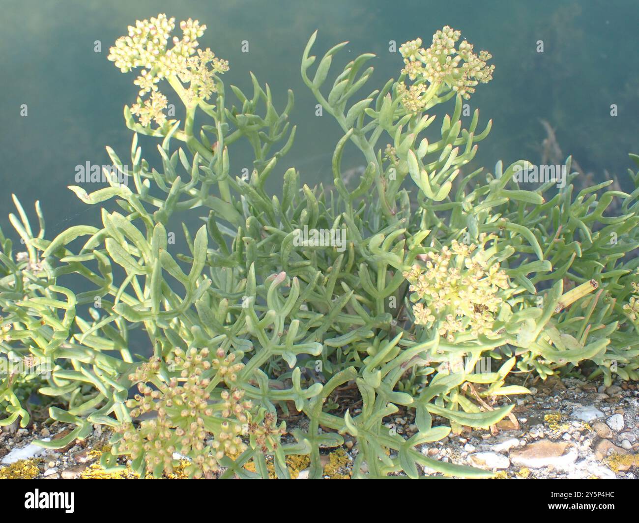 rock samphire (Crithmum maritimum) Plantae Stock Photo - Alamy