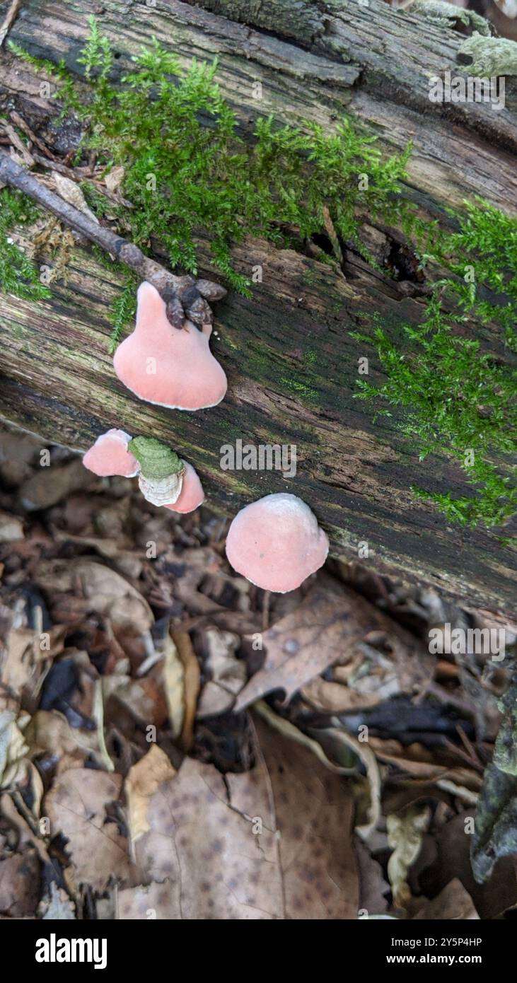 Coral-pink Merulius (Phlebia incarnata) Fungi Stock Photo - Alamy