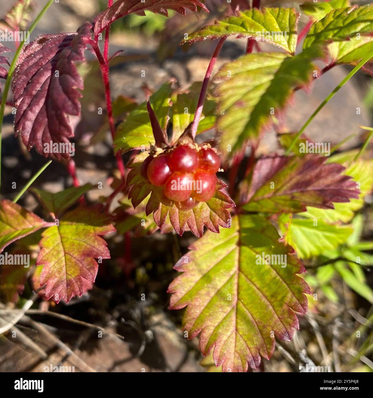 Arctic raspberry (Rubus arcticus) Plantae Stock Photo - Alamy