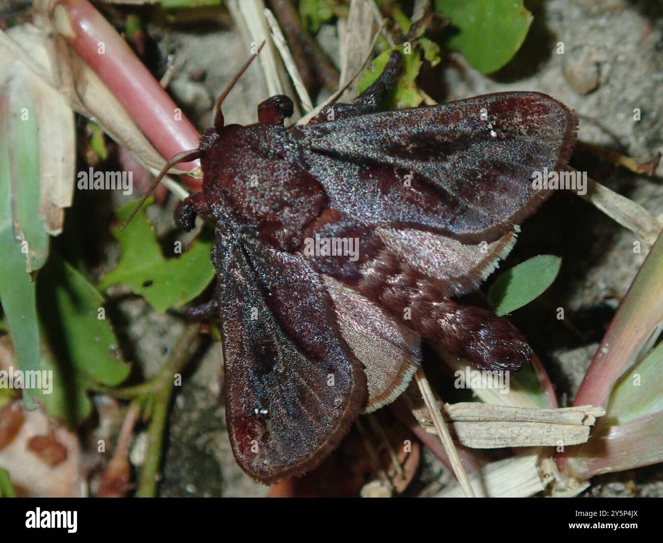 Saddleback Caterpillar Moths and Allies (Acharia) Insecta Stock Photo ...