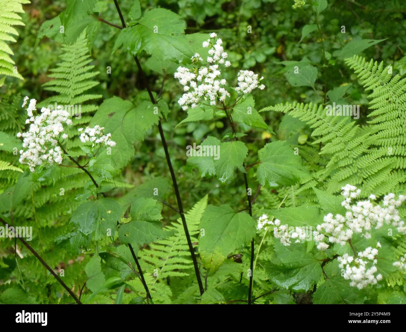 white snakeroot (Ageratina altissima) Plantae Stock Photo - Alamy