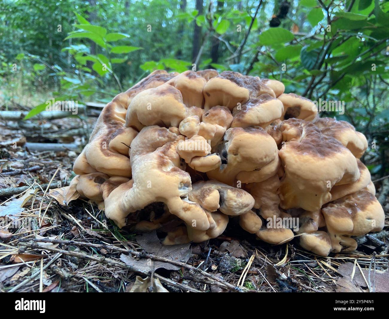 Giant Polypore (Meripilus giganteus) Fungi Stock Photo - Alamy