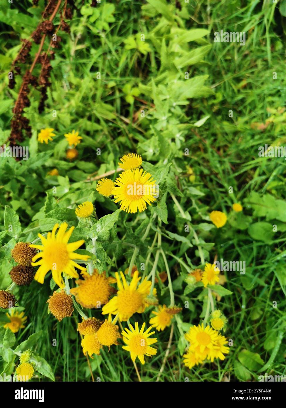 Common Fleabane (Pulicaria dysenterica) Plantae Stock Photo - Alamy