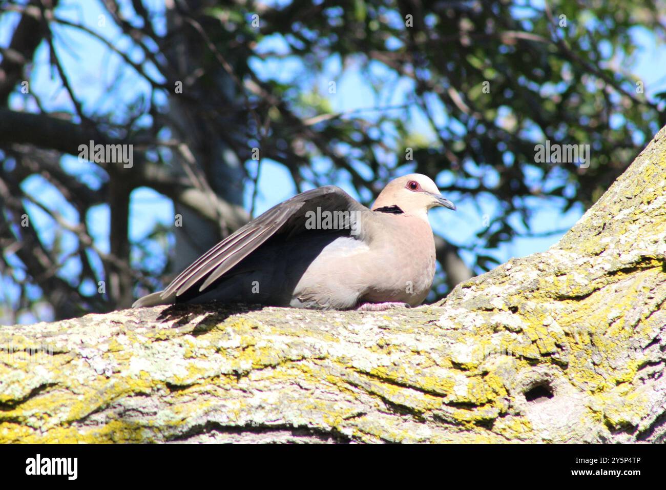 Red-eyed Dove (Streptopelia semitorquata) Aves Stock Photo - Alamy
