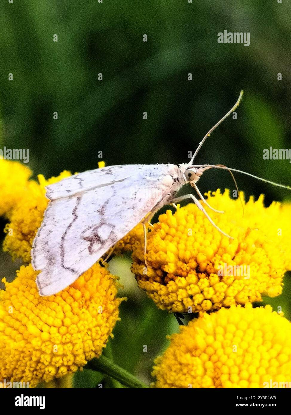 Purple-backed Cabbageworm Moth (Evergestis pallidata) Insecta Stock ...