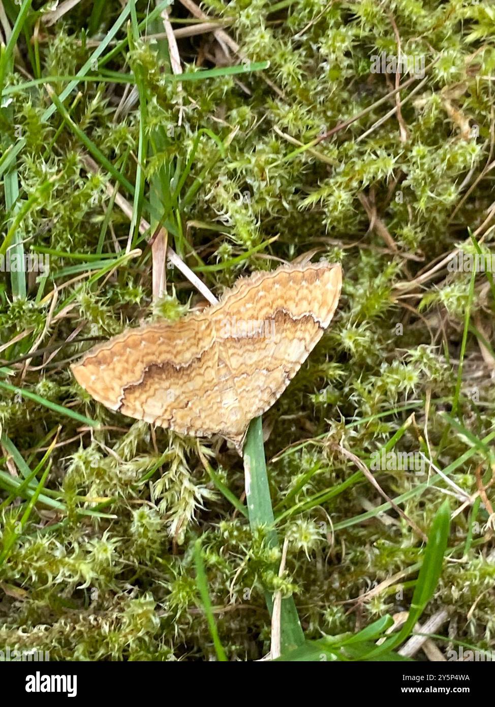 Yellow Shell Moth (Camptogramma bilineata) Insecta Stock Photo - Alamy