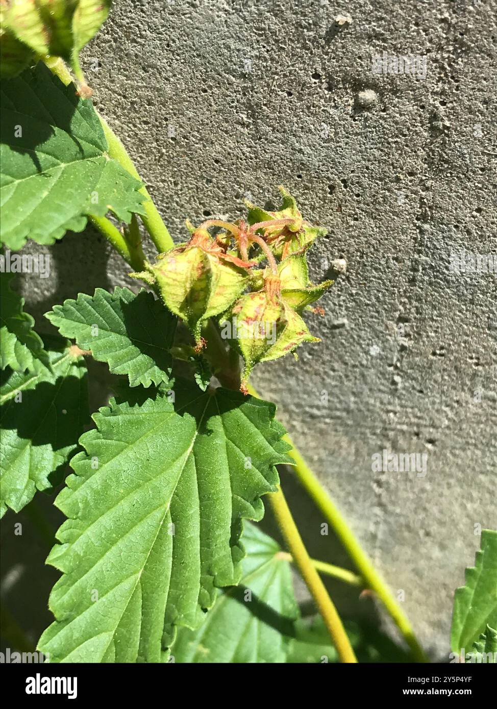 Pyramid Flower (Melochia pyramidata) Plantae Stock Photo - Alamy