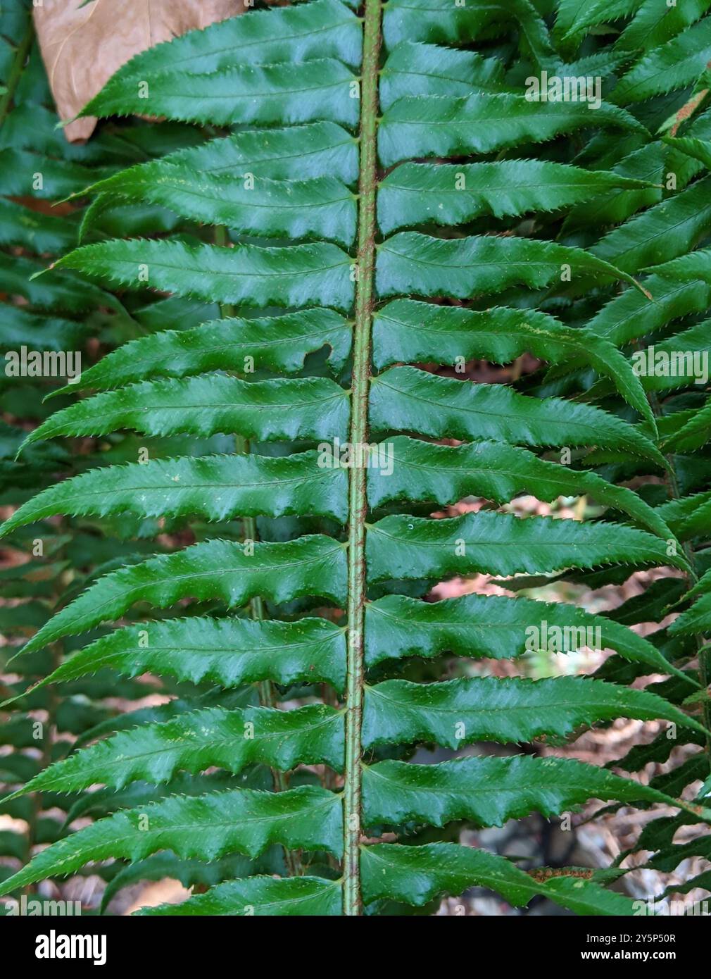 western sword fern (Polystichum munitum) Plantae Stock Photo - Alamy