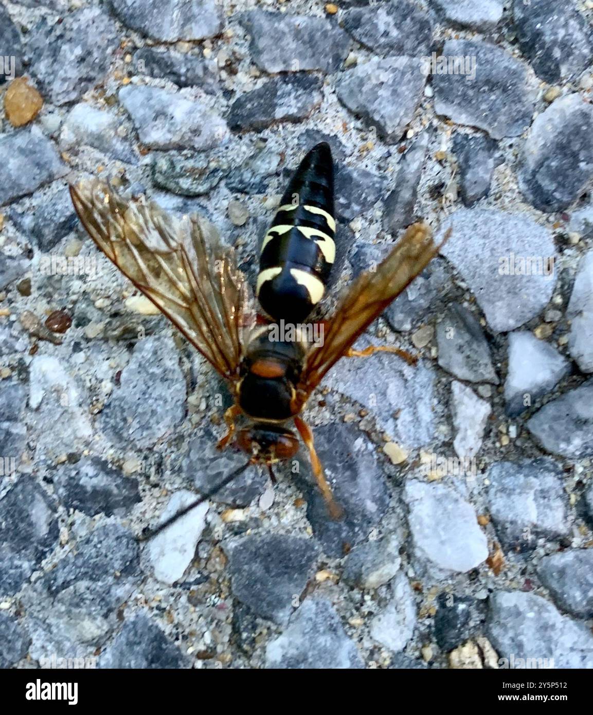 Eastern Cicada-killer Wasp (Sphecius speciosus) Insecta Stock Photo - Alamy
