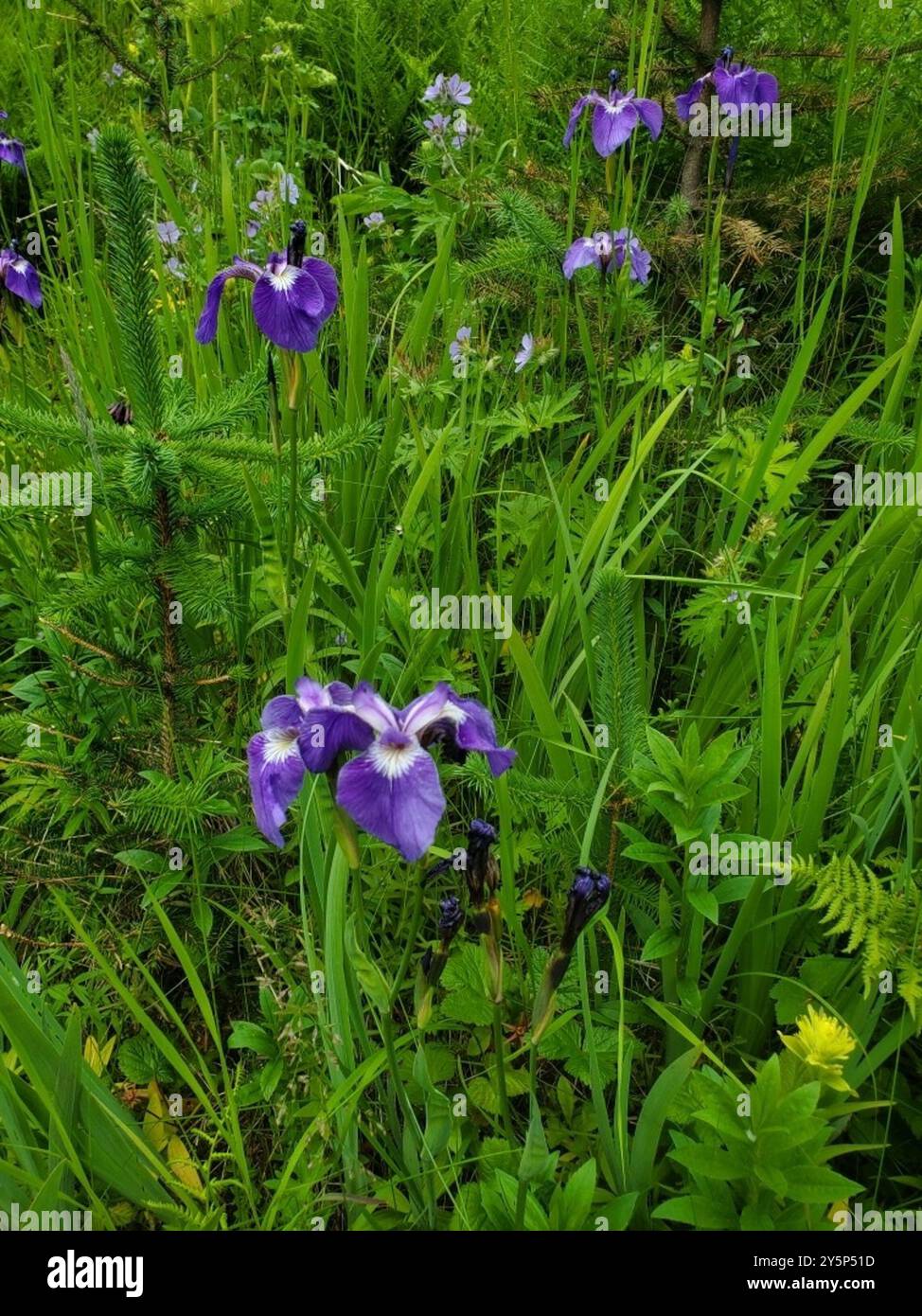 Beach-head Iris (Iris setosa) Plantae Stock Photo - Alamy