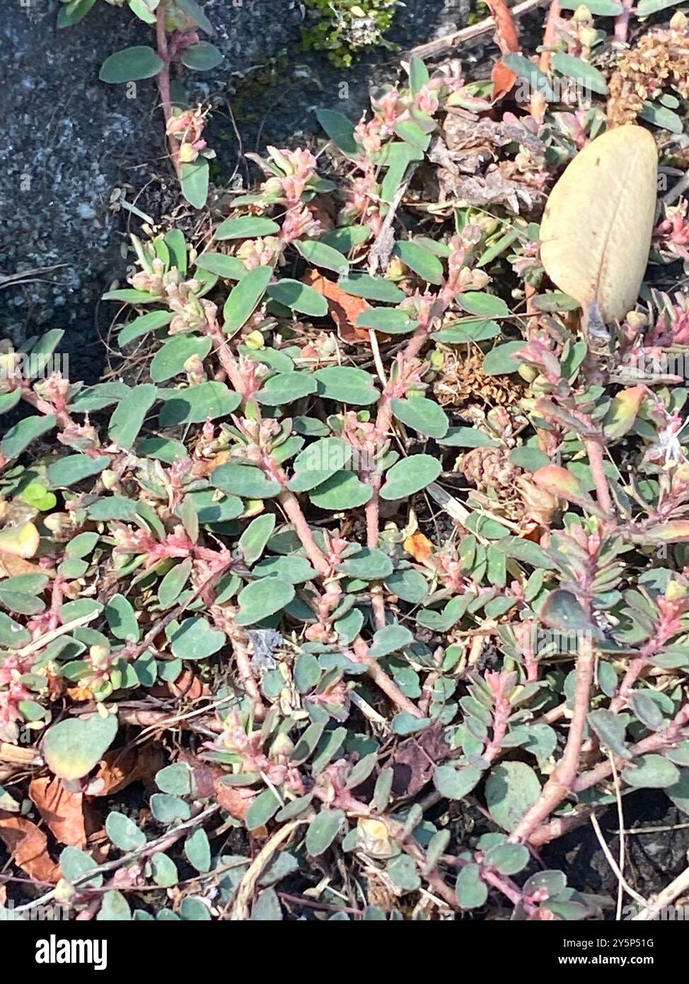 Spotted spurge (Euphorbia maculata) Plantae Stock Photo - Alamy