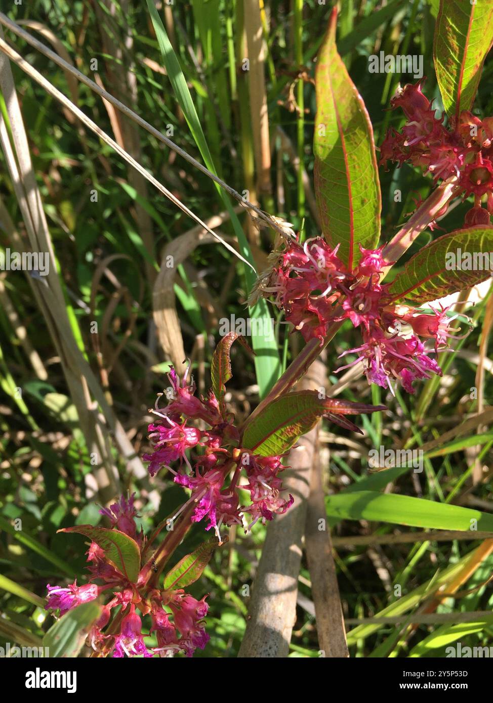swamp loosestrife (Decodon verticillatus) Plantae Stock Photo - Alamy