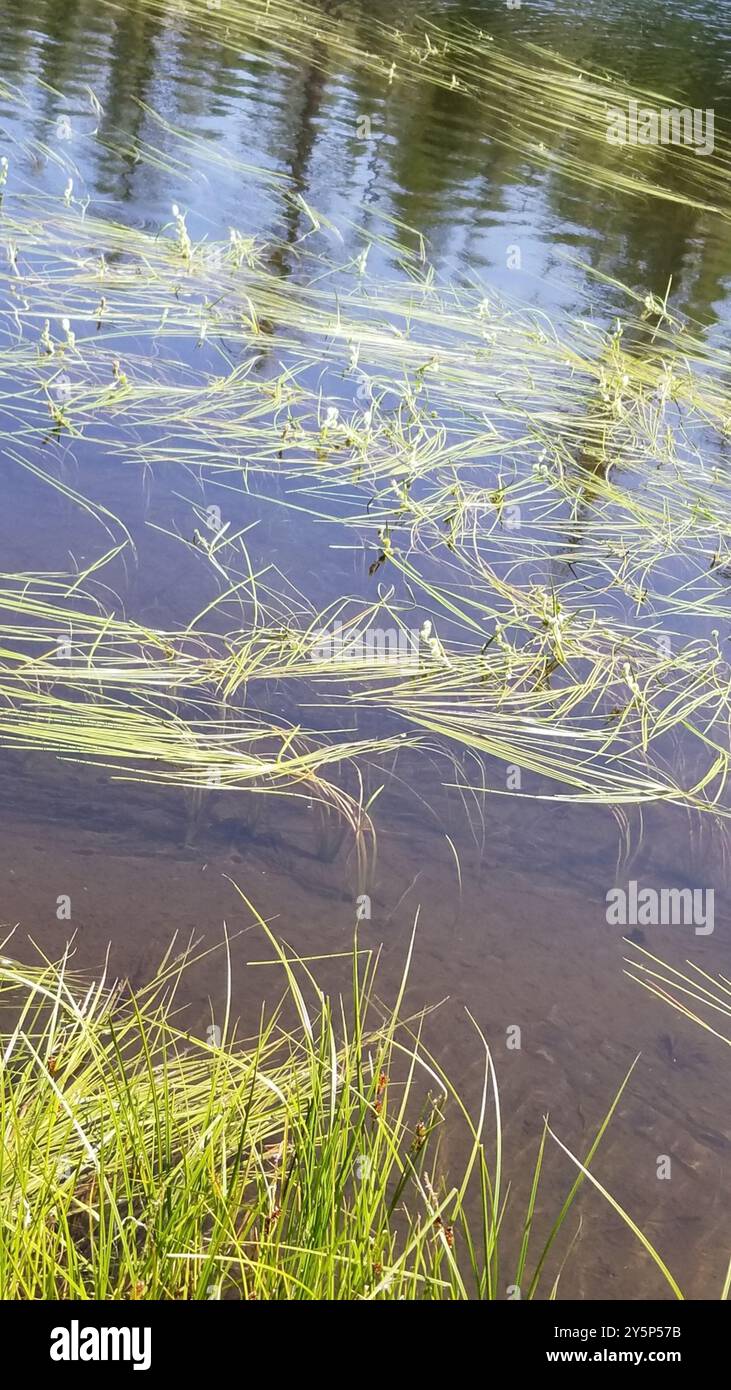Narrow-leaved Bur-reed (Sparganium angustifolium) Plantae Stock Photo ...