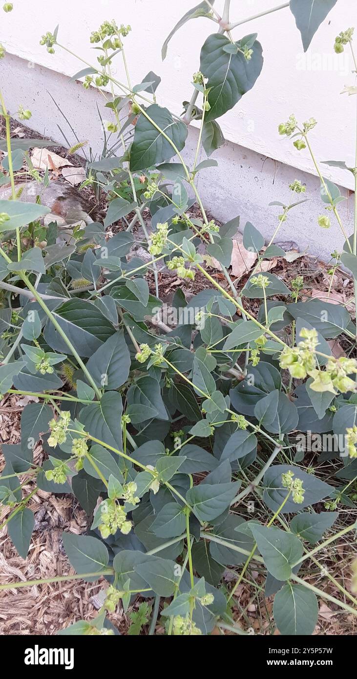 Wild Four o'Clock (Mirabilis nyctaginea) Plantae Stock Photo - Alamy