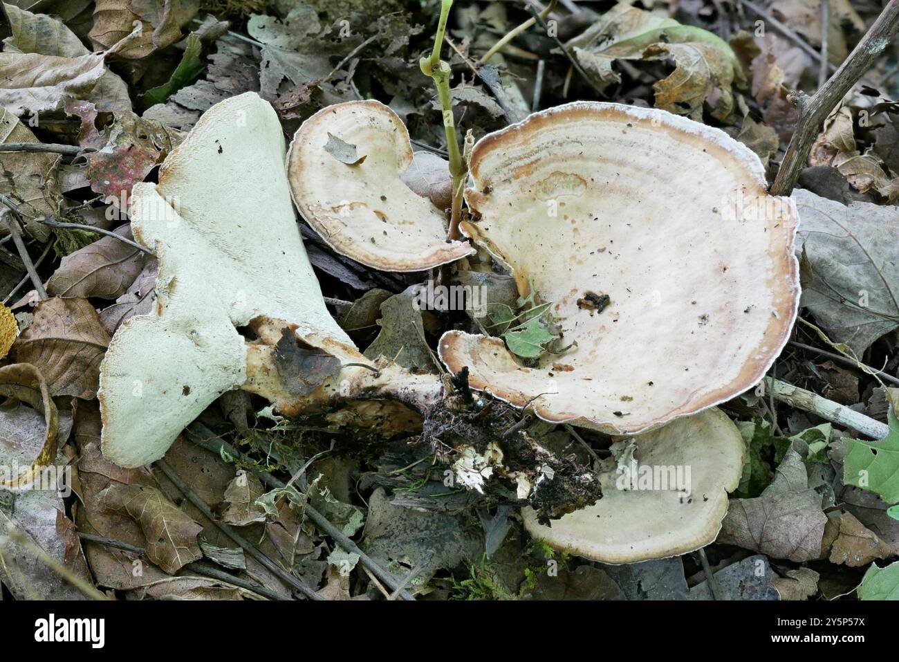 Blushing Rosette (Abortiporus biennis) Fungi Stock Photo - Alamy