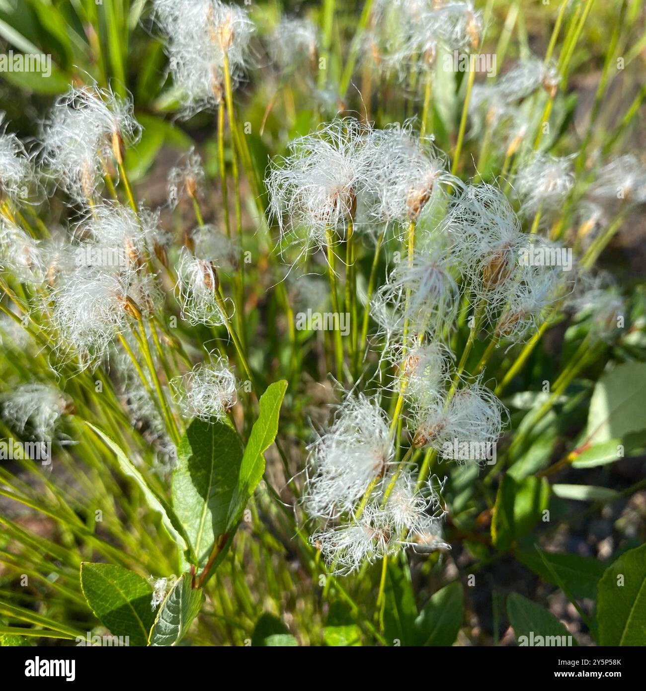 Cotton Deergrass (Trichophorum alpinum) Plantae Stock Photo - Alamy
