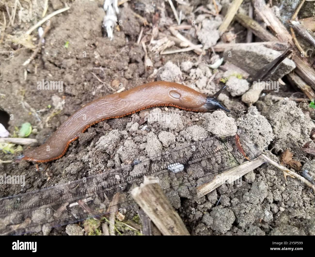 ater-group Arion Slugs (Arion) Mollusca Stock Photo - Alamy