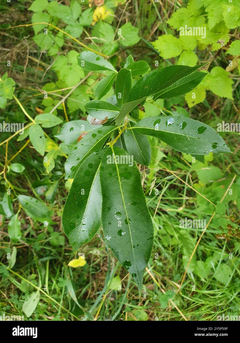 Laurel willow (Salix pentandra) Plantae Stock Photo - Alamy