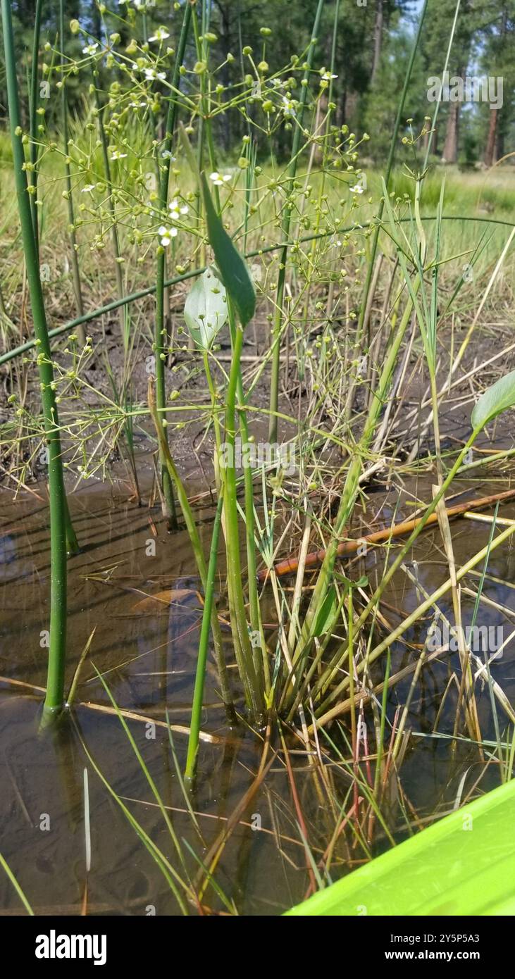northern water-plantain (Alisma triviale) Plantae Stock Photo - Alamy