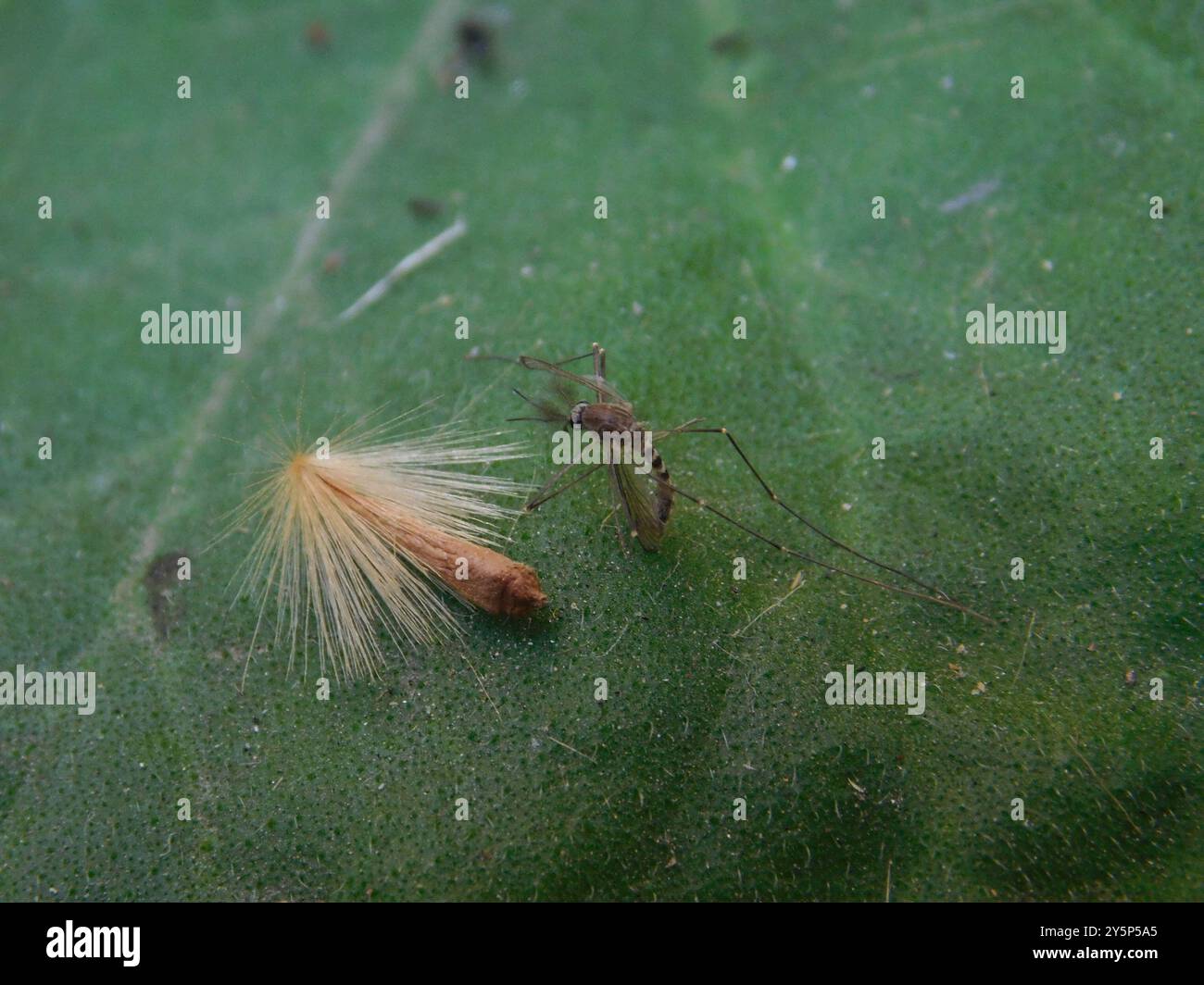 Mosquitoes and Midges (Culicomorpha) Insecta Stock Photo - Alamy