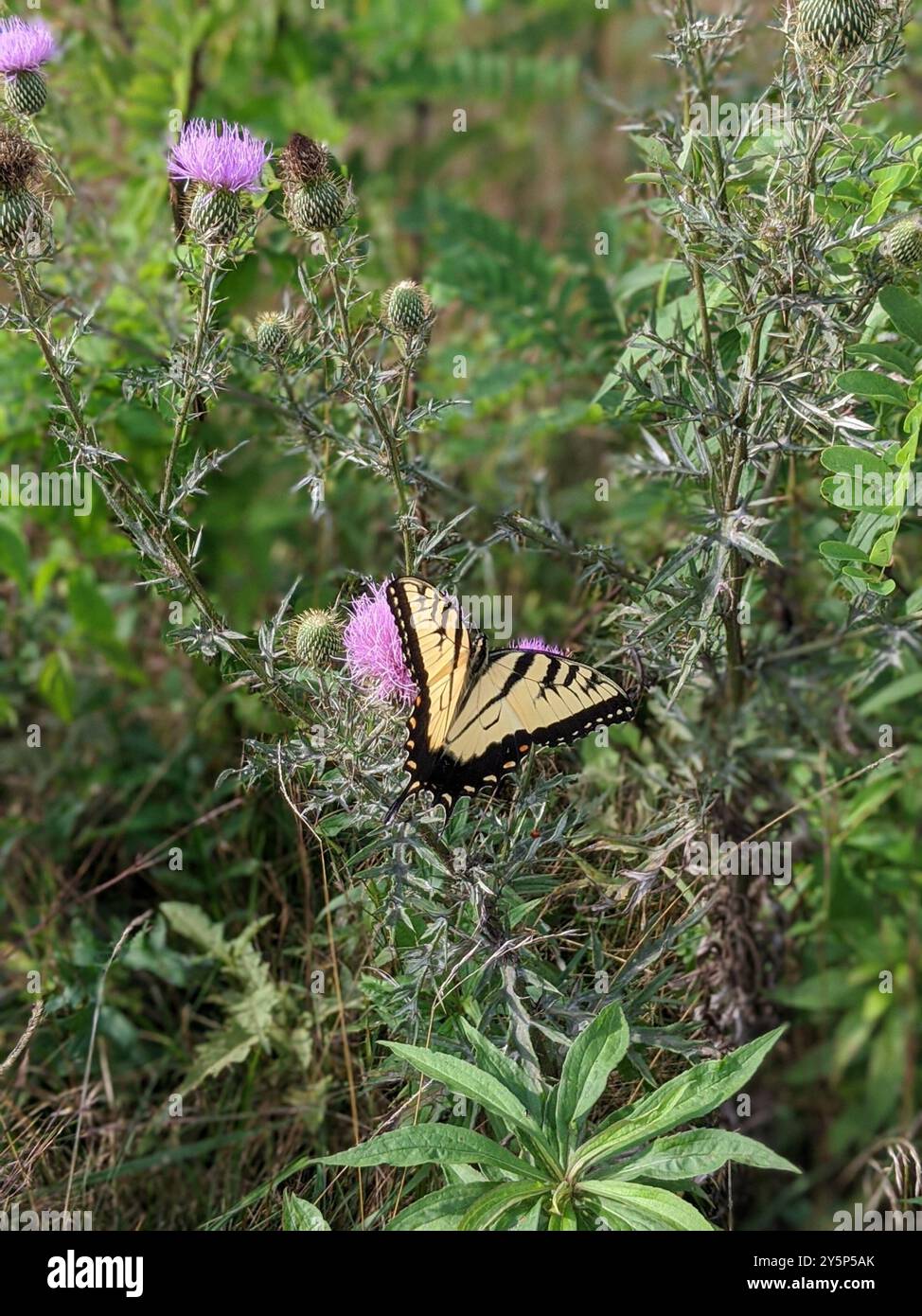 Eastern Tiger Swallowtail (Papilio glaucus) Insecta Stock Photo - Alamy