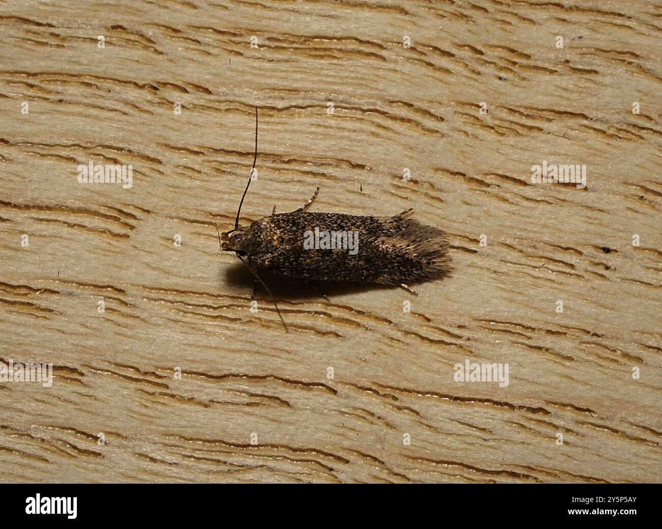 Dark Groundling (Bryotropha affinis) Insecta Stock Photo - Alamy
