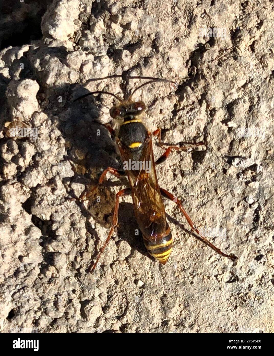 Asian Mud-dauber Wasp (Sceliphron curvatum) Insecta Stock Photo - Alamy