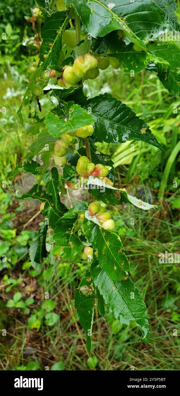 Sumac Gall Aphid (Melaphis rhois) Insecta Stock Photo - Alamy