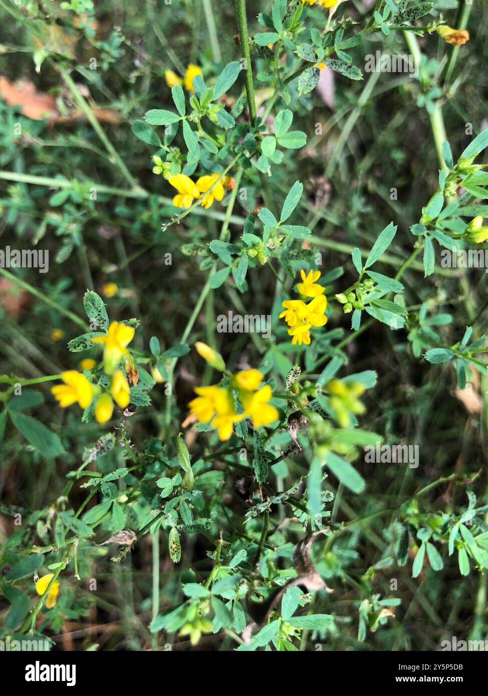 sickle alfalfa (Medicago falcata) Plantae Stock Photo - Alamy