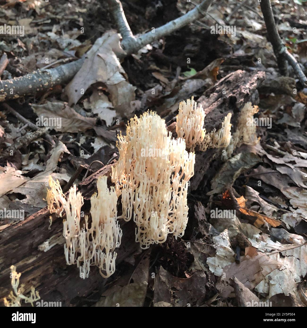 crown-tipped coral fungus (Artomyces pyxidatus) Fungi Stock Photo - Alamy