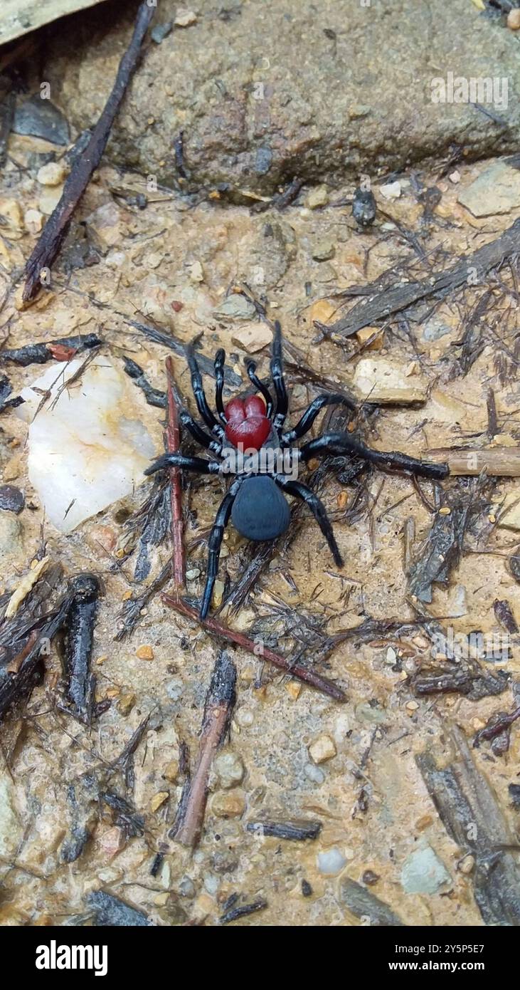Red-headed Mouse Spider (Missulena occatoria) Arachnida Stock Photo - Alamy