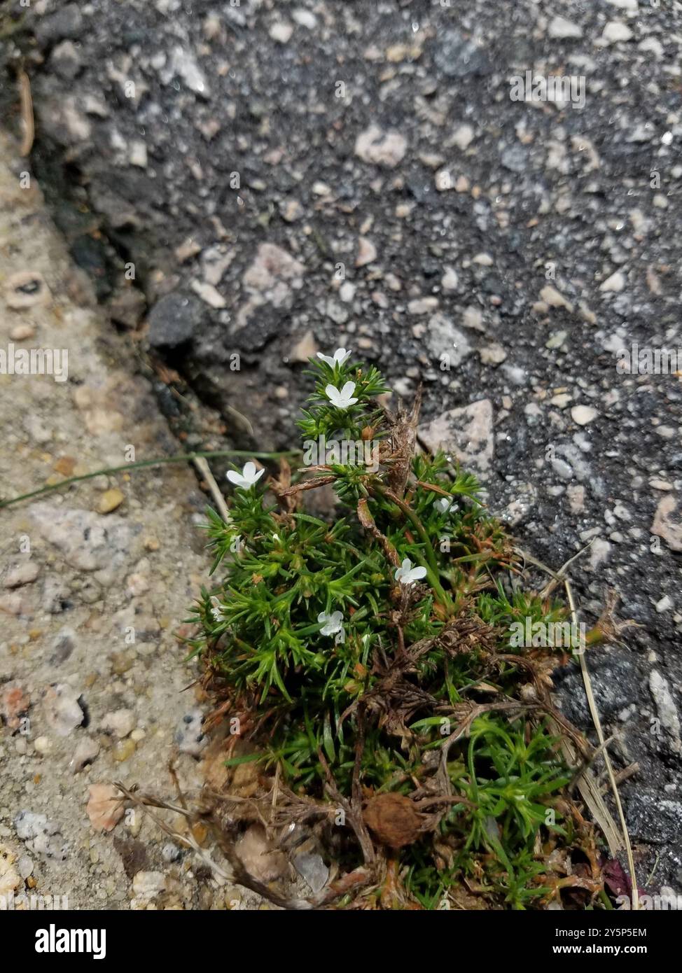 Rust Weed (Polypremum procumbens) Plantae Stock Photo - Alamy