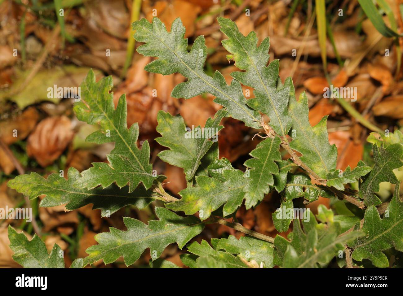 Turkey Oak (Quercus cerris) Plantae Stock Photo - Alamy
