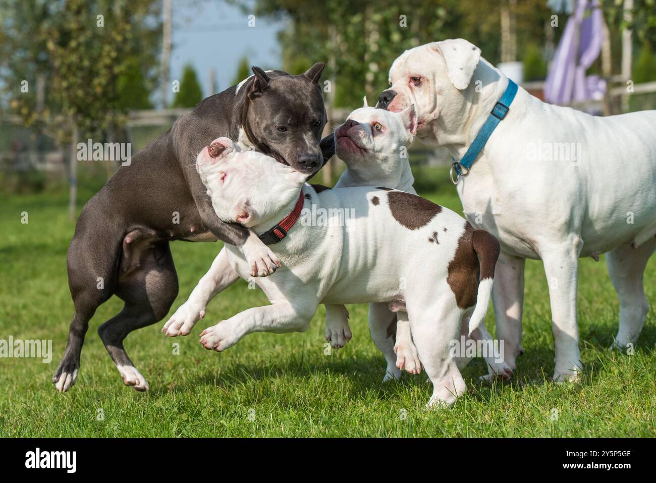 White American Bully puppy dog and blue brindle American Staffordshire ...