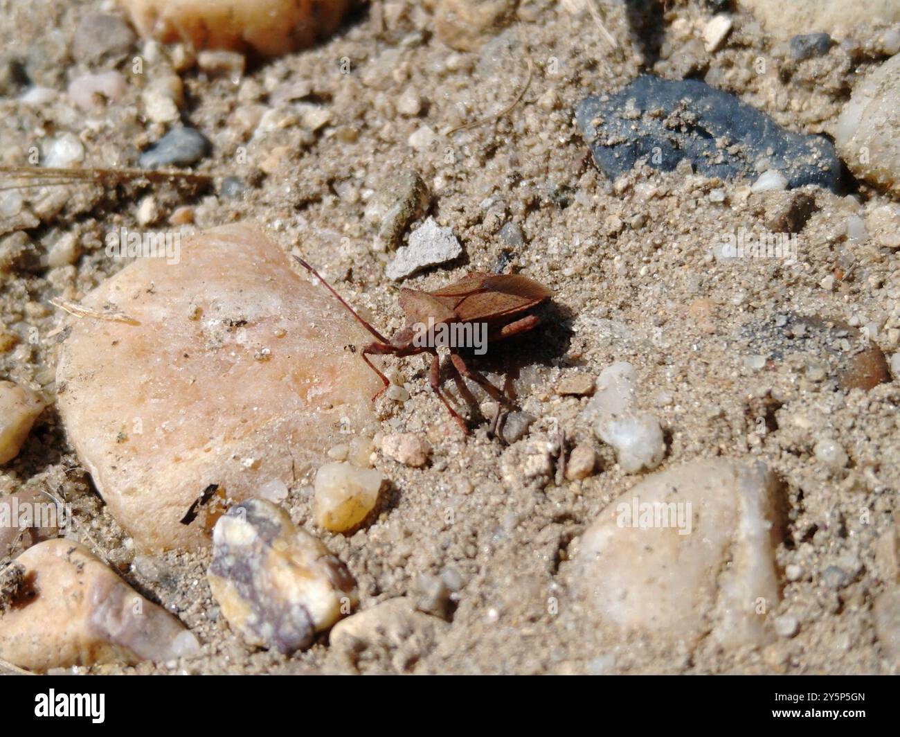 Dock Bug (Coreus marginatus) Insecta Stock Photo - Alamy