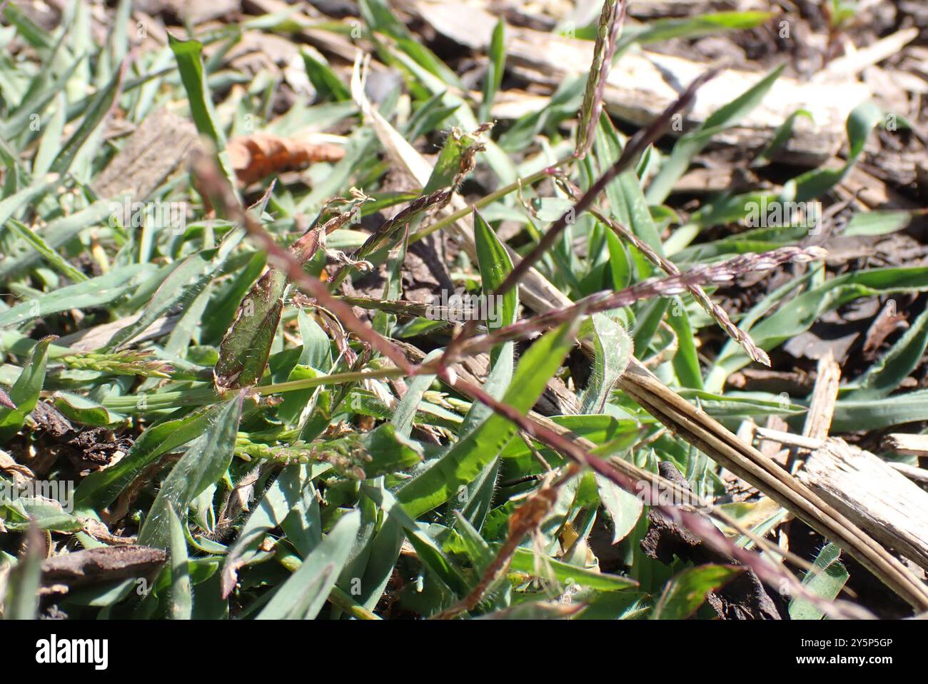 Hairy Crabgrass (Digitaria sanguinalis) Plantae Stock Photo - Alamy