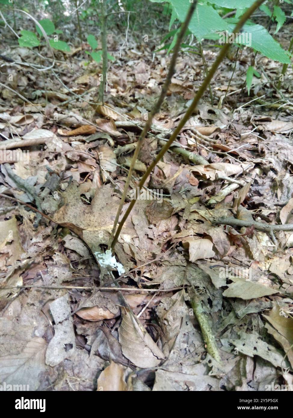 enveloping crust (Sebacina incrustans) Fungi Stock Photo - Alamy