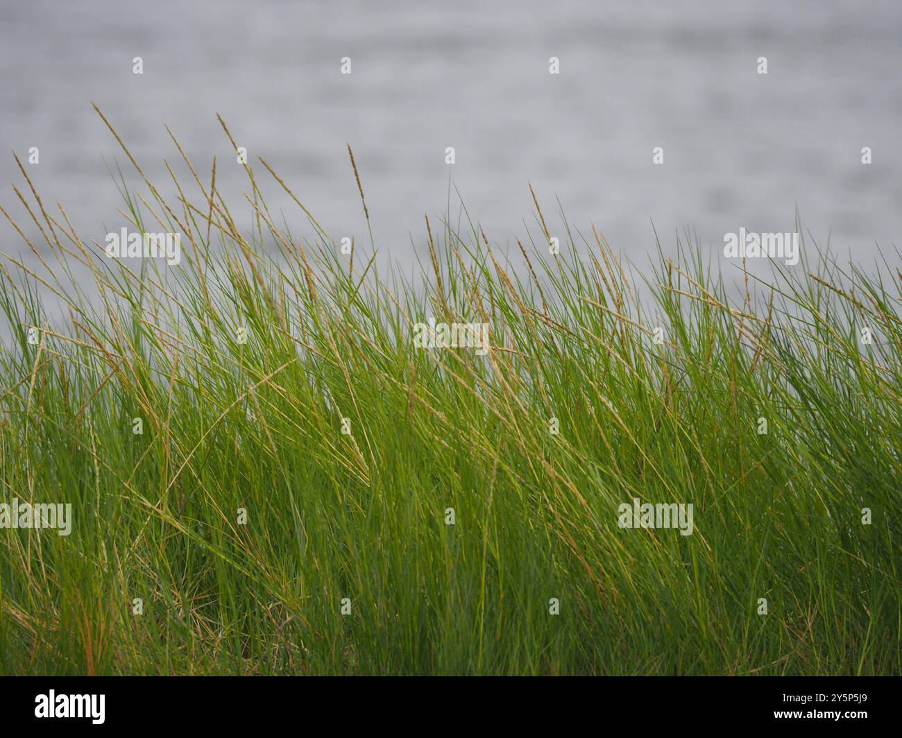 seashore dropseed (Sporobolus virginicus) Plantae Stock Photo - Alamy